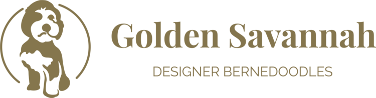 Mini Bernedoodles Now Available with Training